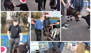 Christmas Joy with the Keysoe Cuddle Ponies at Spring Common Academy